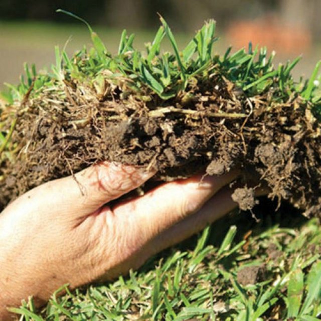 Turf - Natural - Western Landscape Supplies - WLS